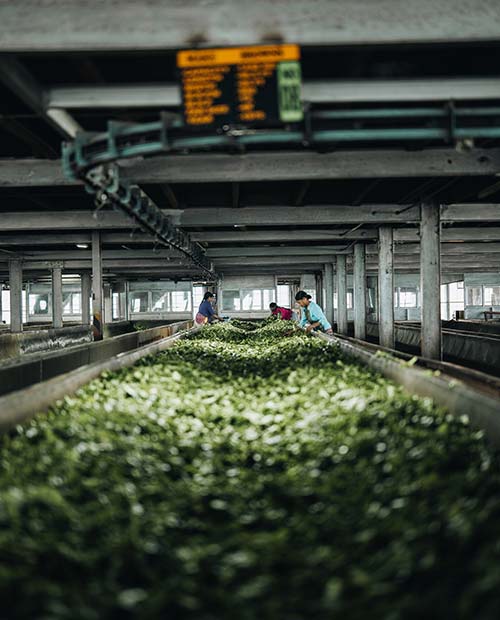 A Guided Tour of the Norwood Tea Factory | Camellia Hills