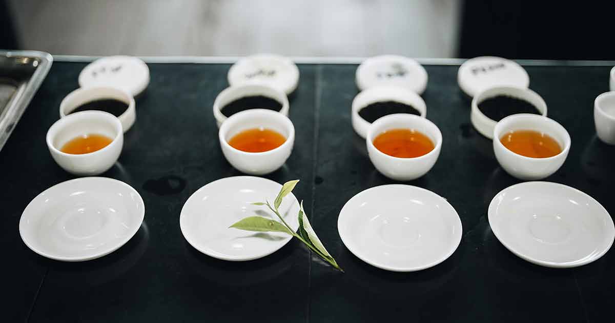 A Guided Tour of the Norwood Tea Factory | Camellia Hills