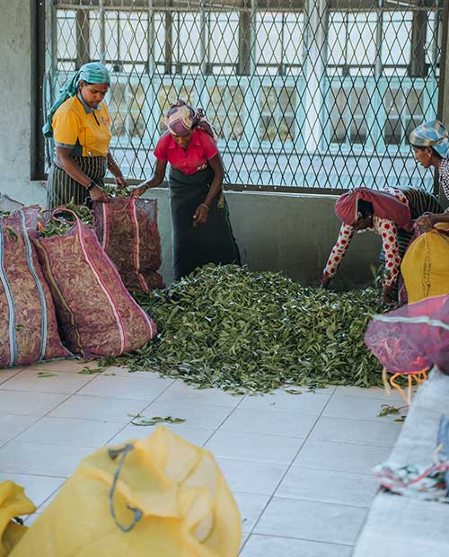 A Guided Tour of the Norwood Tea Factory | Camellia Hills
