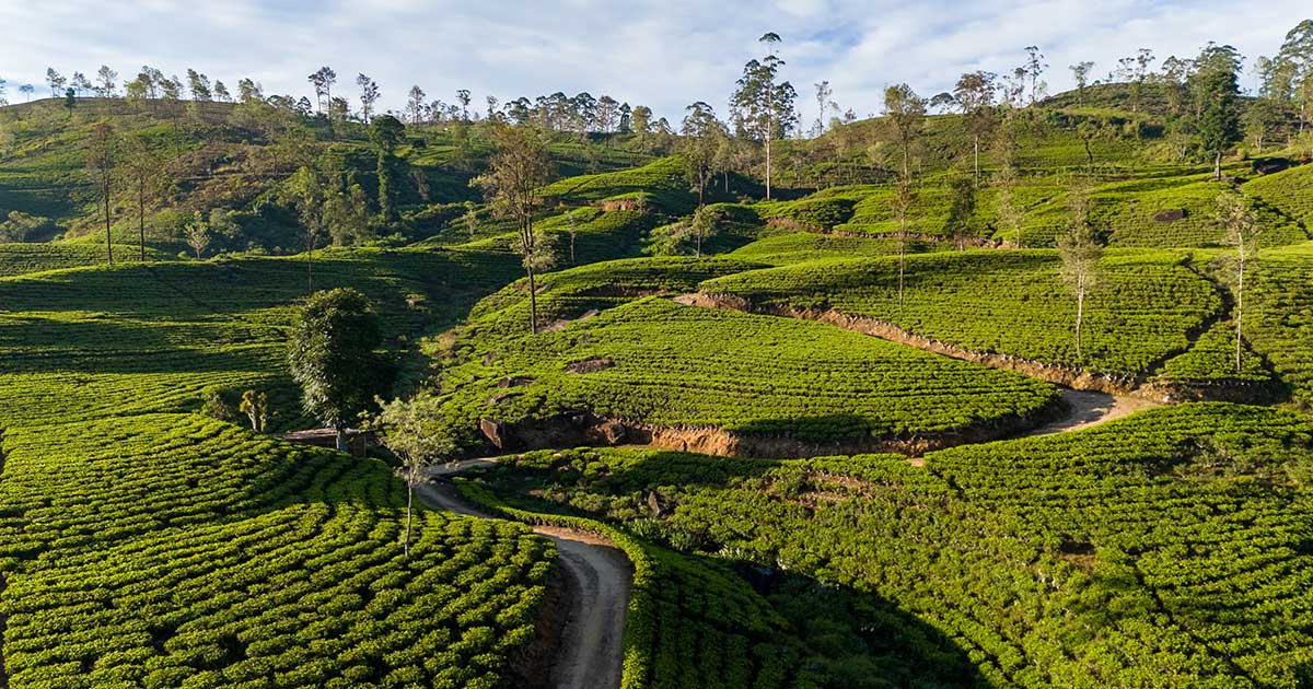 Sri Lanka Guided Tea Estate Tour | Camellia Hills