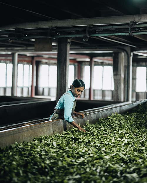 Tea Factory Tour in Nuwara Eliya | Goatfell