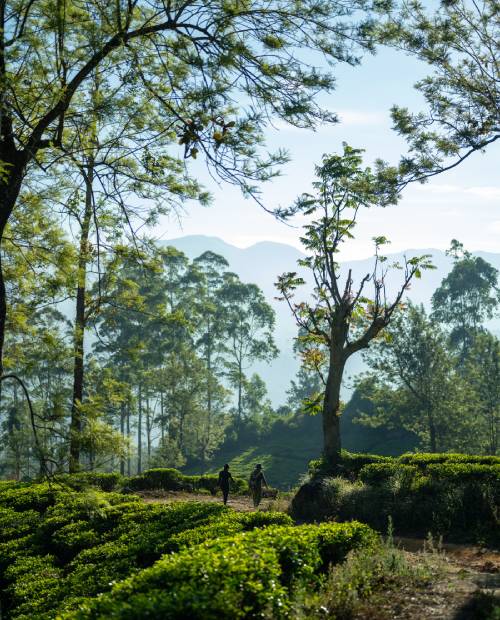 Tea Estate Walks in Ella | Sightseeing In Ella | Teardrop Hotels