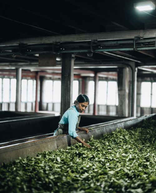 Guided Tea Factory Tour in Sri Lanka | Teardrop Hotels