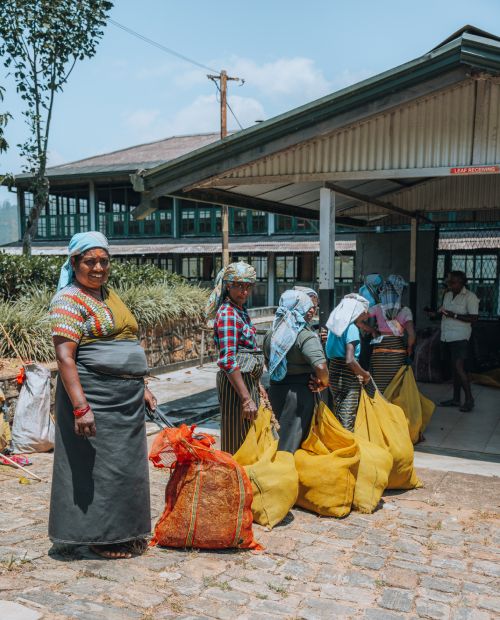 Guided Tea Factory Tour in Sri Lanka | Teardrop Hotels