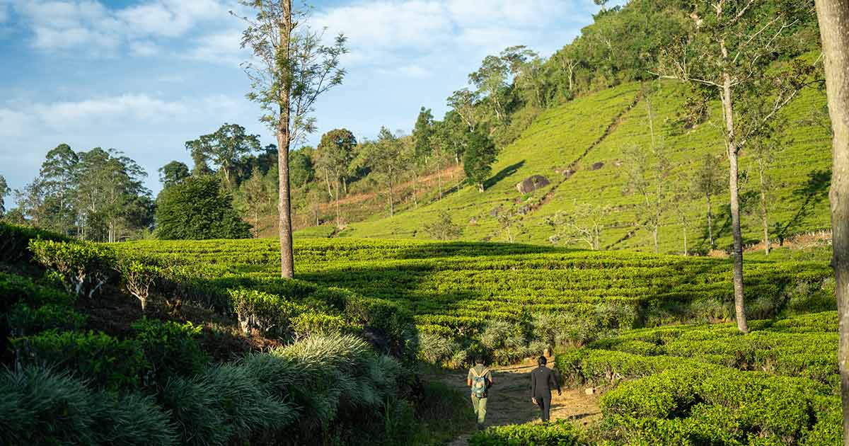 Pekoe Trail Hiking Tours in Sri Lanka | Teardrop Hotels